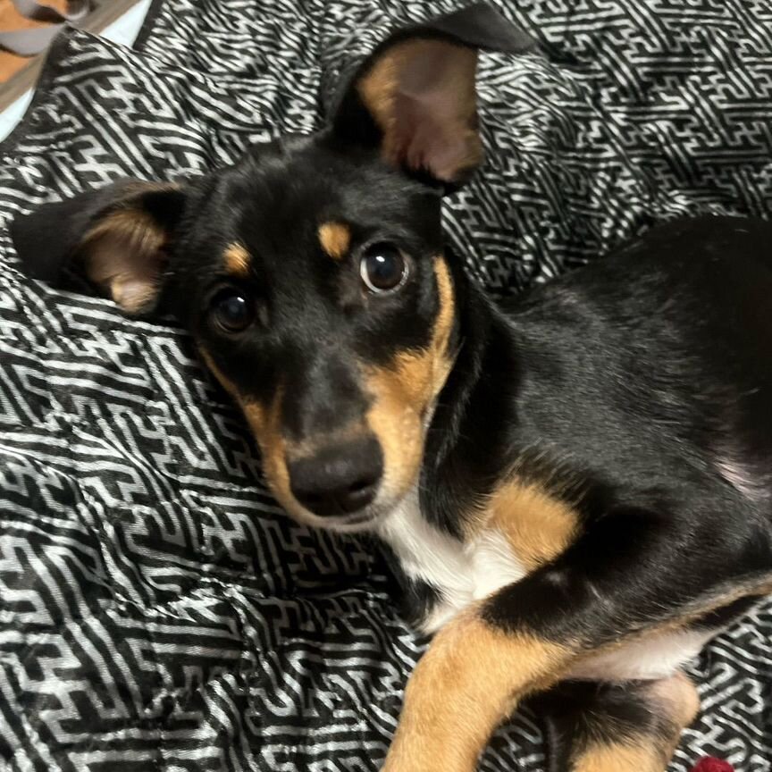 Собака дворняга