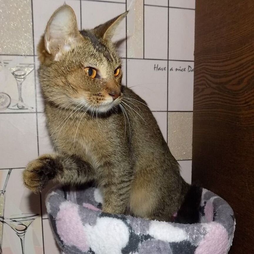 Абиссинская кошка