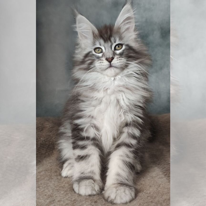 Мейн-кун котёнок