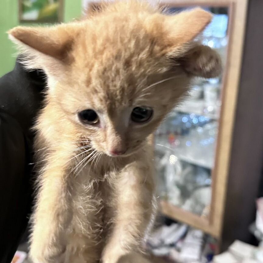 Котенок. Мальчишка. В добрые руки