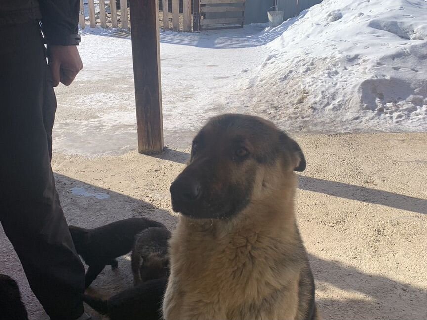 Отдам бесплатно