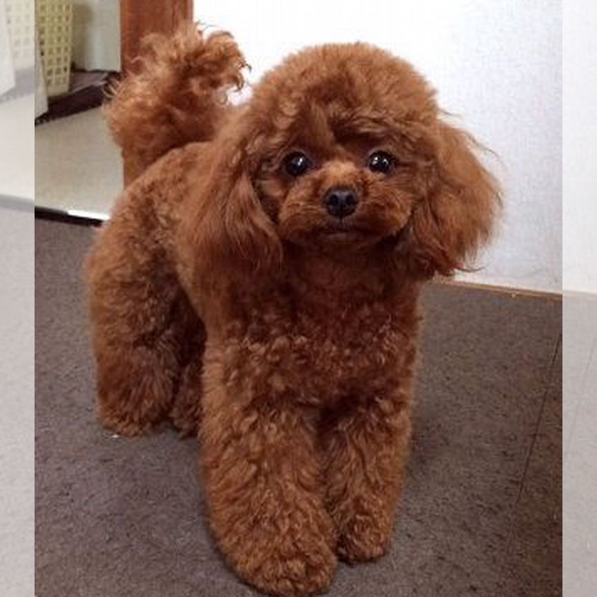 Той-пудель, щенок