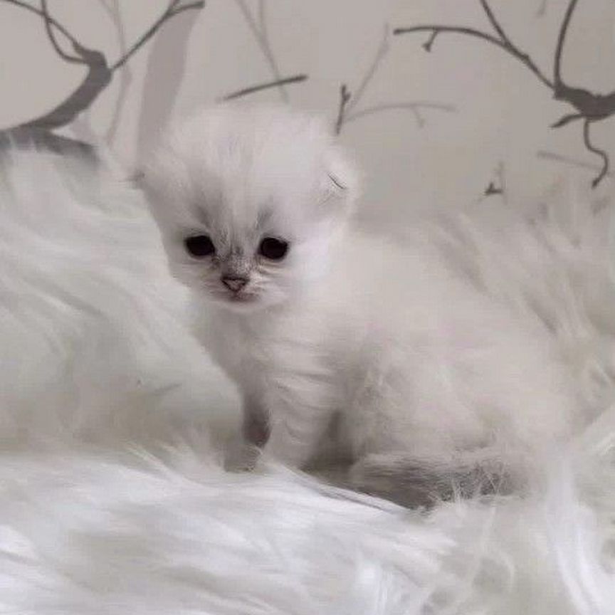 Шотландские вислоухие котята