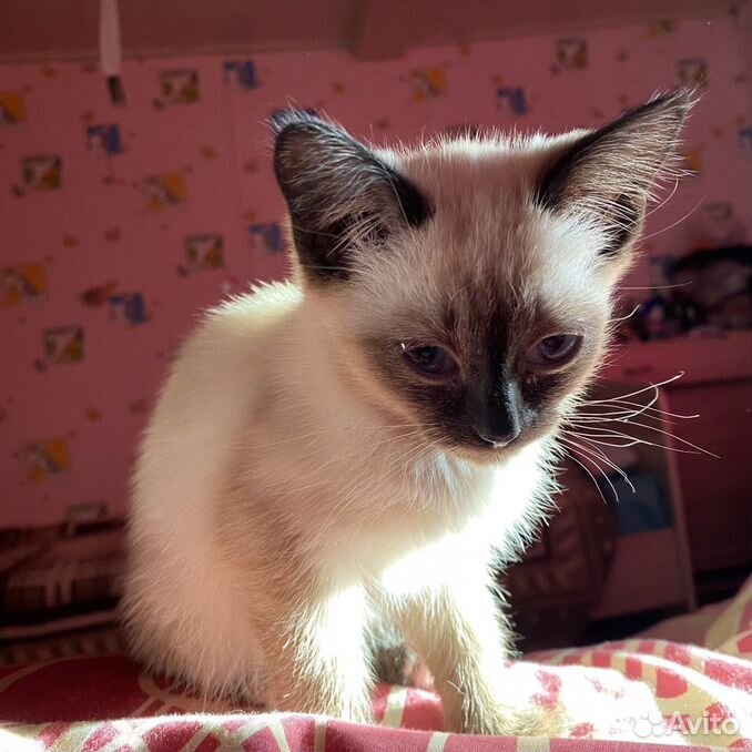 Продам котенка помесь сиамской с тайцем