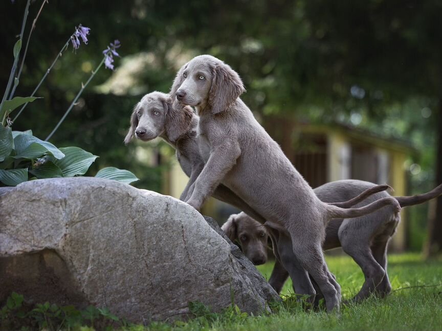 Щенки Веймаранер длинношёрстный