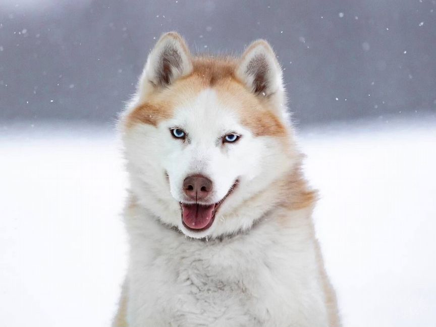 Обаятельная и улыбчивая комфортная Овсянка