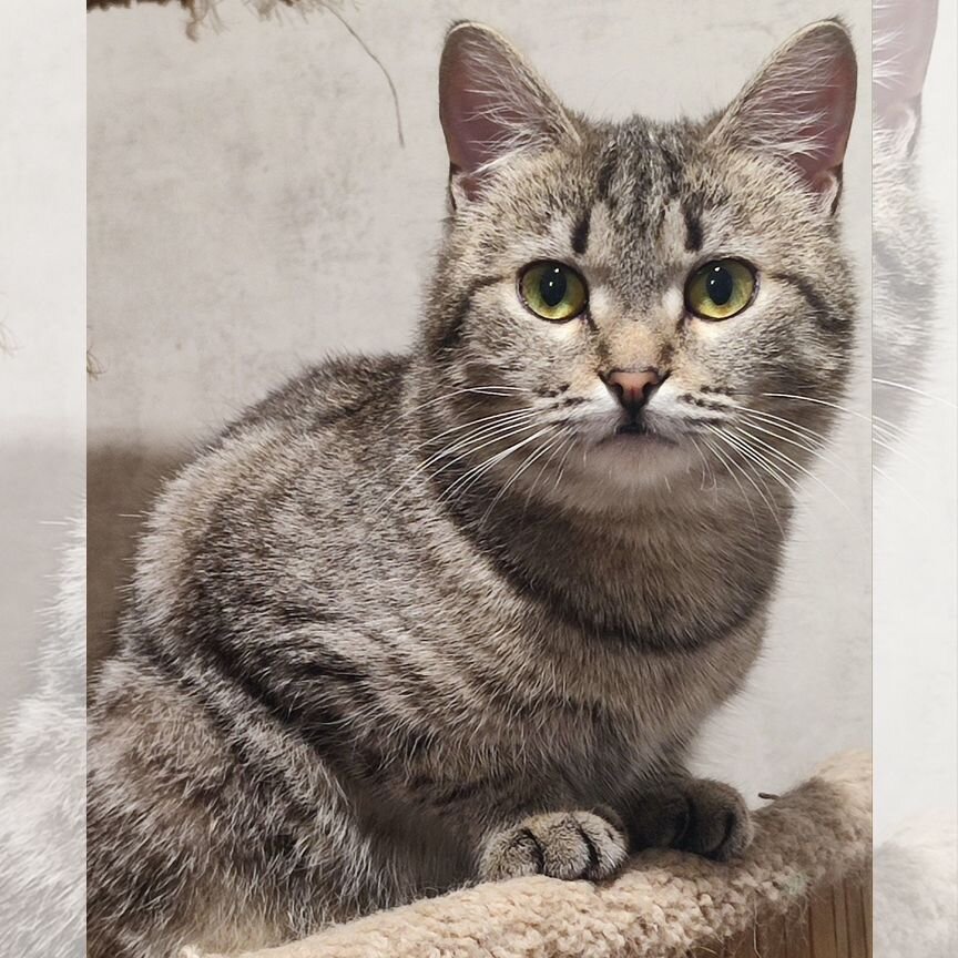 Британская короткошёрстная, взрослая кошка