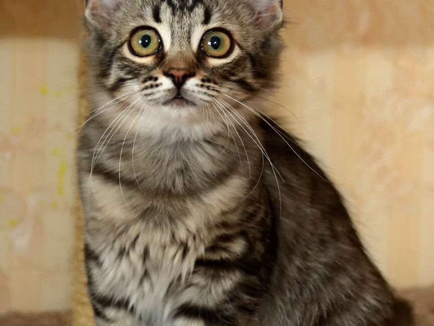 Хорошенький котёнок в дар