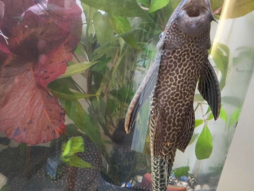 Сомы Анцитрус и Птеригоплихт