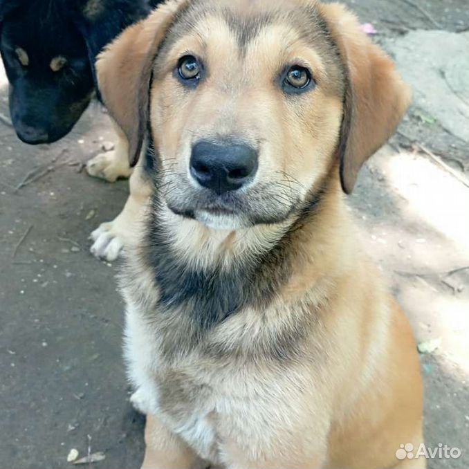 Спасите щенков, вызван отлов