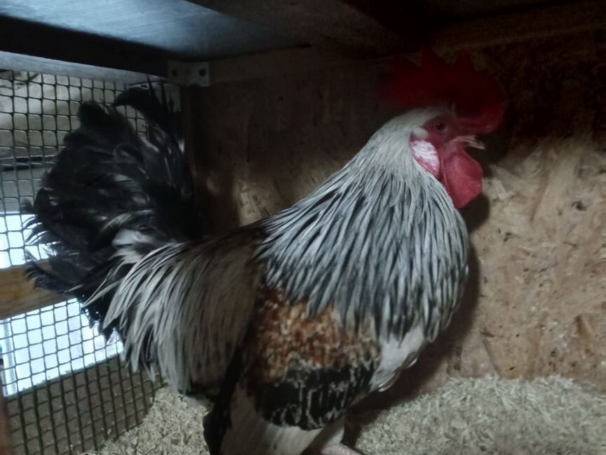 Куры петухи