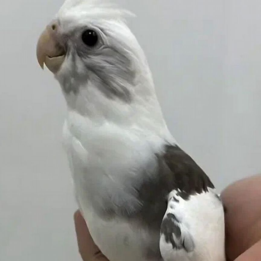 Попугай Карела безщекая