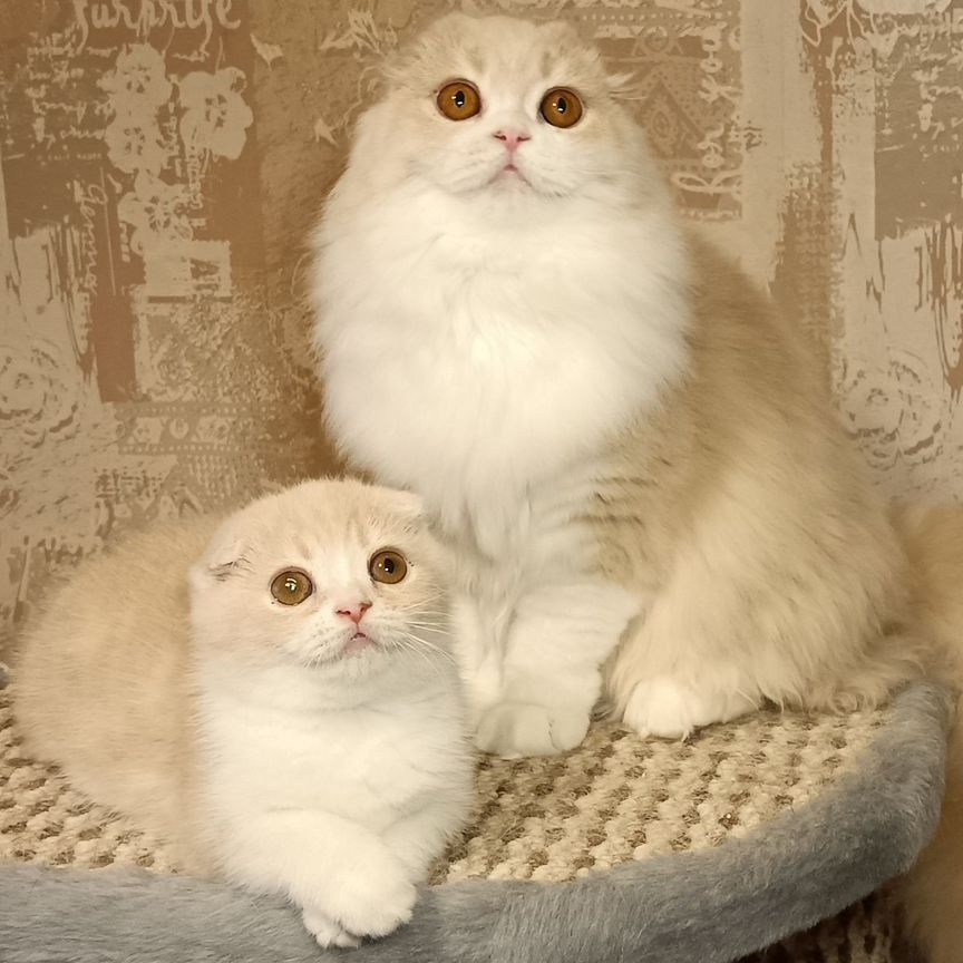 Шотландский вислоухий короткошёрстный котёнок