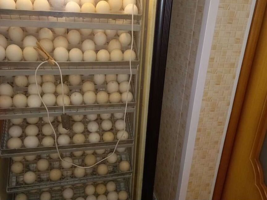 Инкубаторы, брудеры, генератор