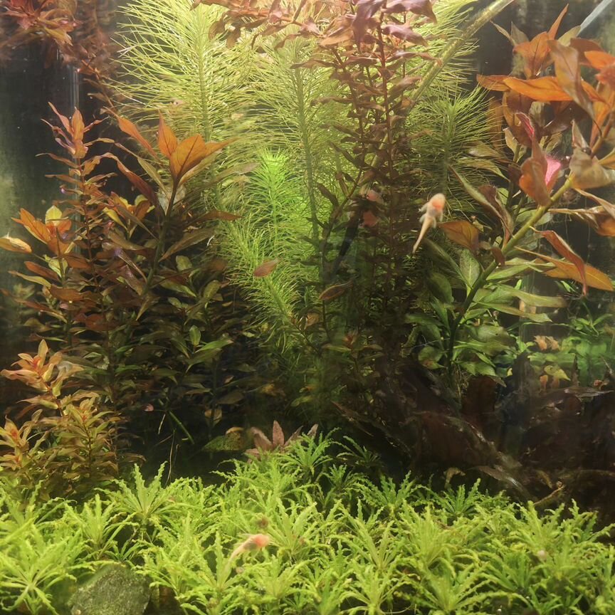 Аквариумная прополка