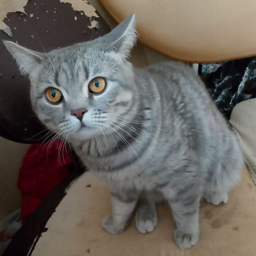 Котенок мальчик 6 месяцев очень ласковый
