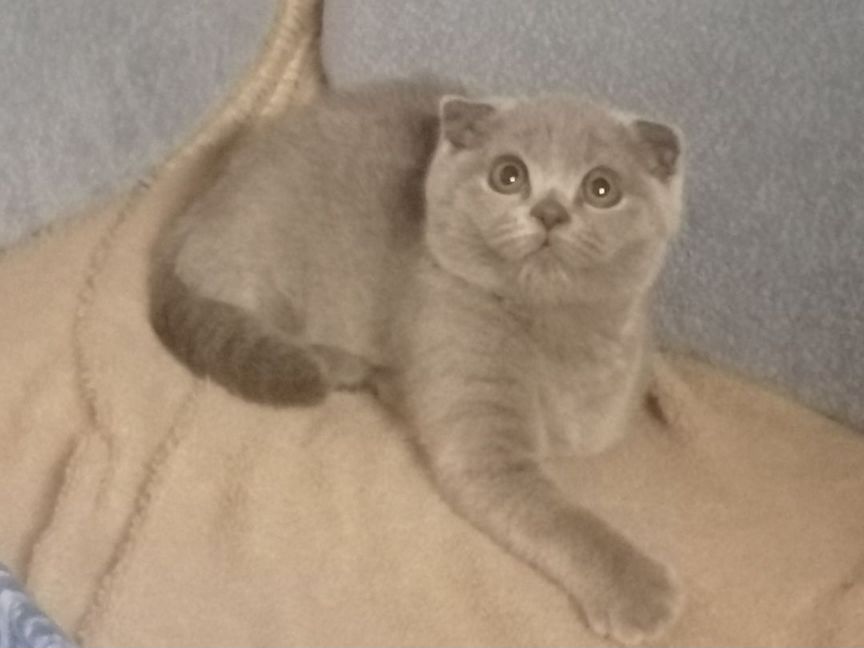 Шотладские