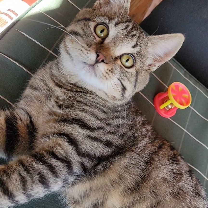 Котенок 4 месяца