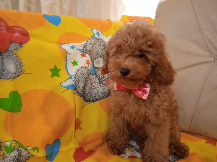 Барашки и овечки (мал. и дев пудель)