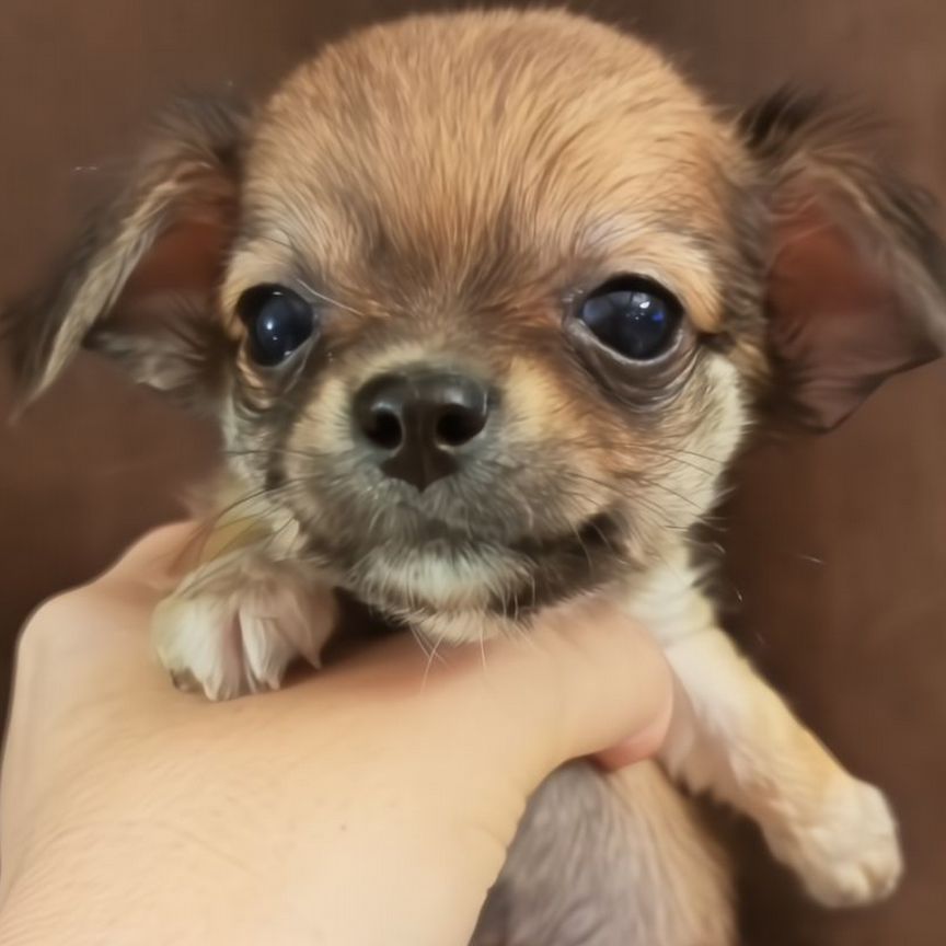 Чихуахуа, щенок