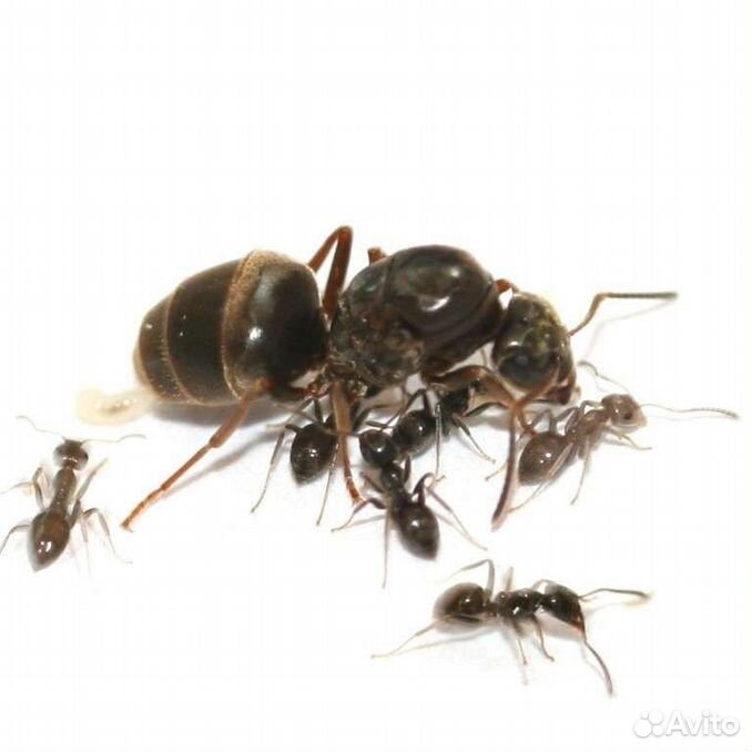 Lasius Niger матка + расплод