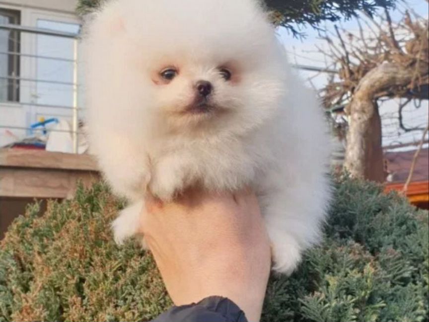 Мини-шпицы - радость для вашего дома