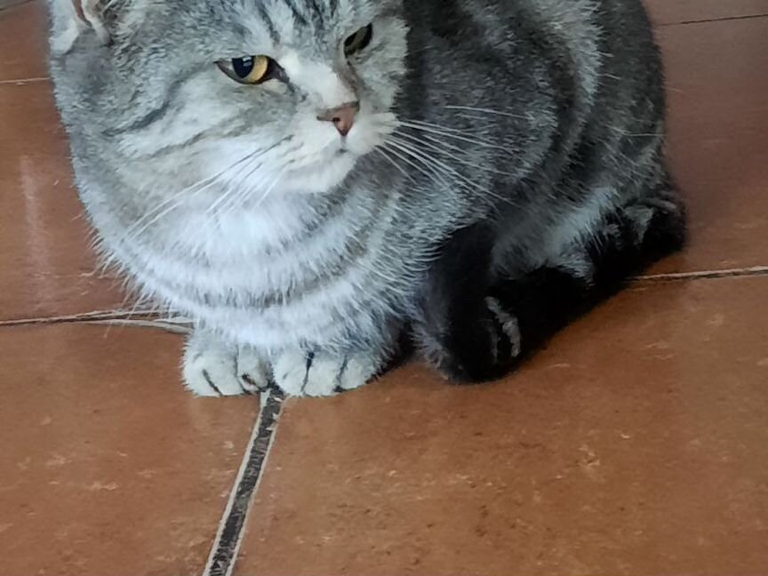 Кошки в добрые руки