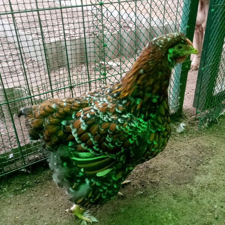 Виандот толбун