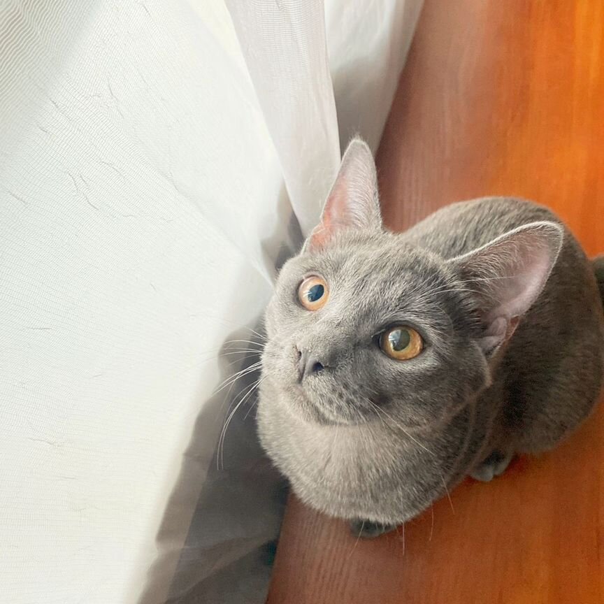 Котенок в добрые руки