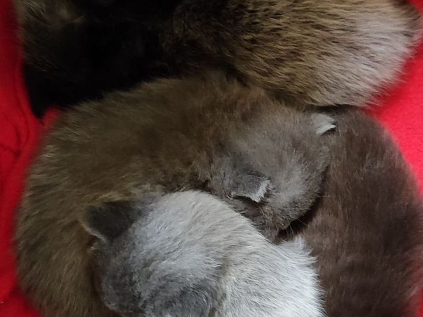 Британские котята