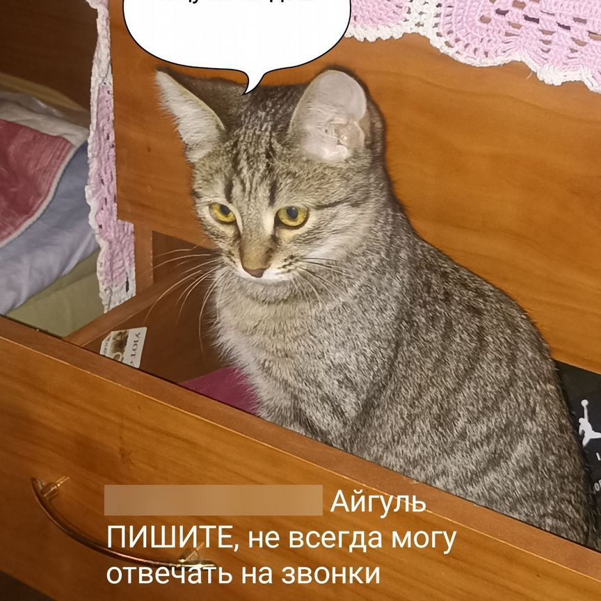 В добрые руки