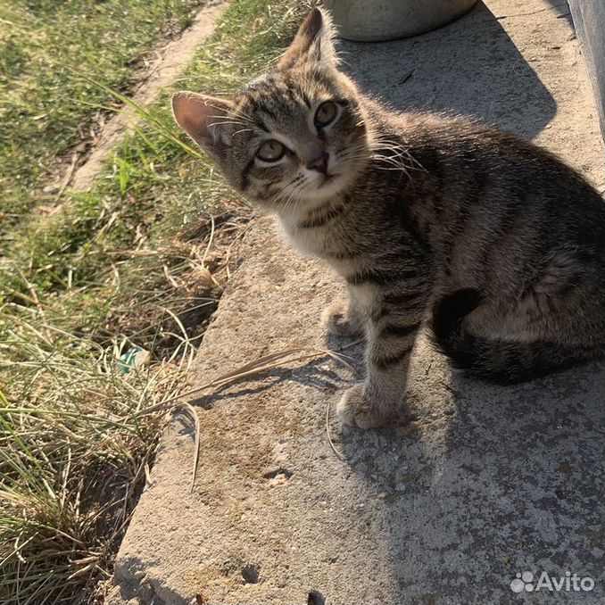 Котенок Эрик 2,5 месяца