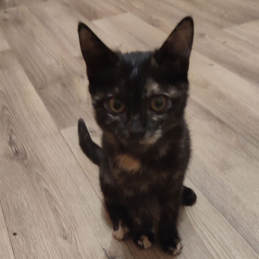 Котята в добрые руки бесплатно