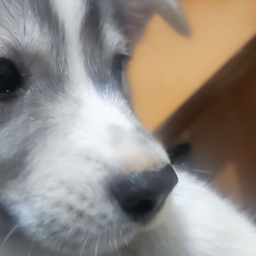 Щенок лайки