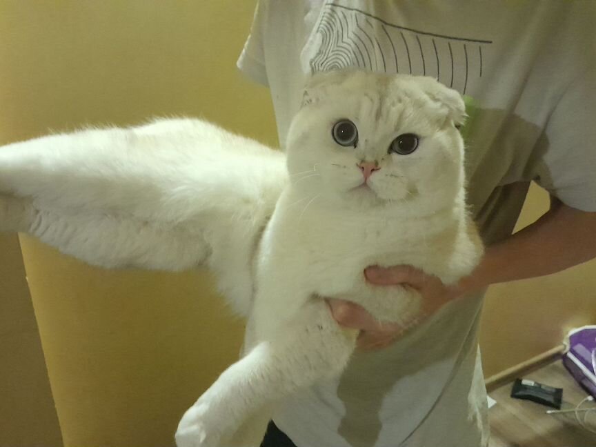 Шотландская вислоухая кошка белая