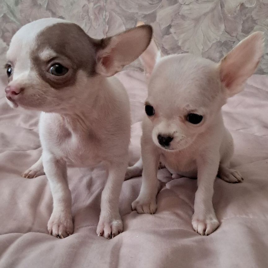 Чихуахуа, щенок