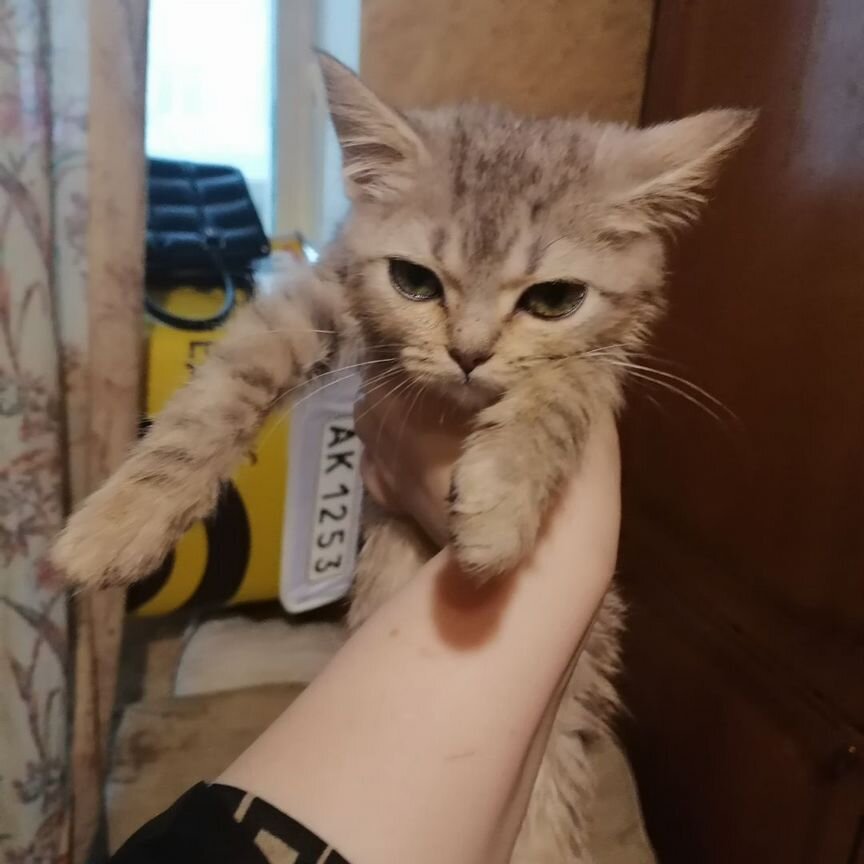 Продаю котят британцы