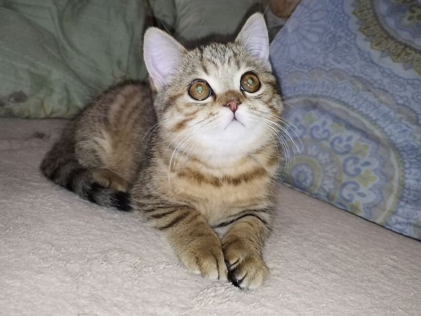 Котенок британец