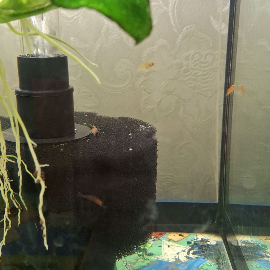 Мальки пицилии