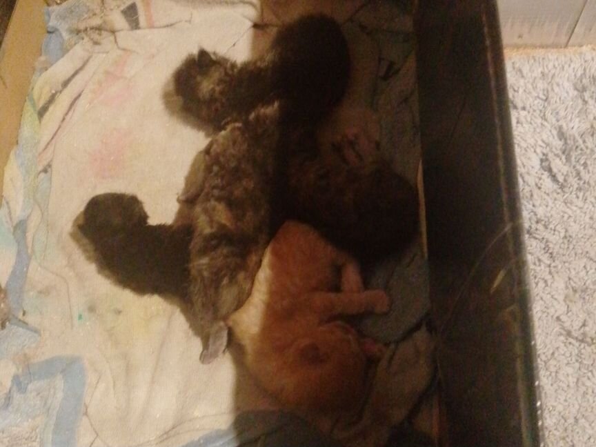 Котята мейн-кун