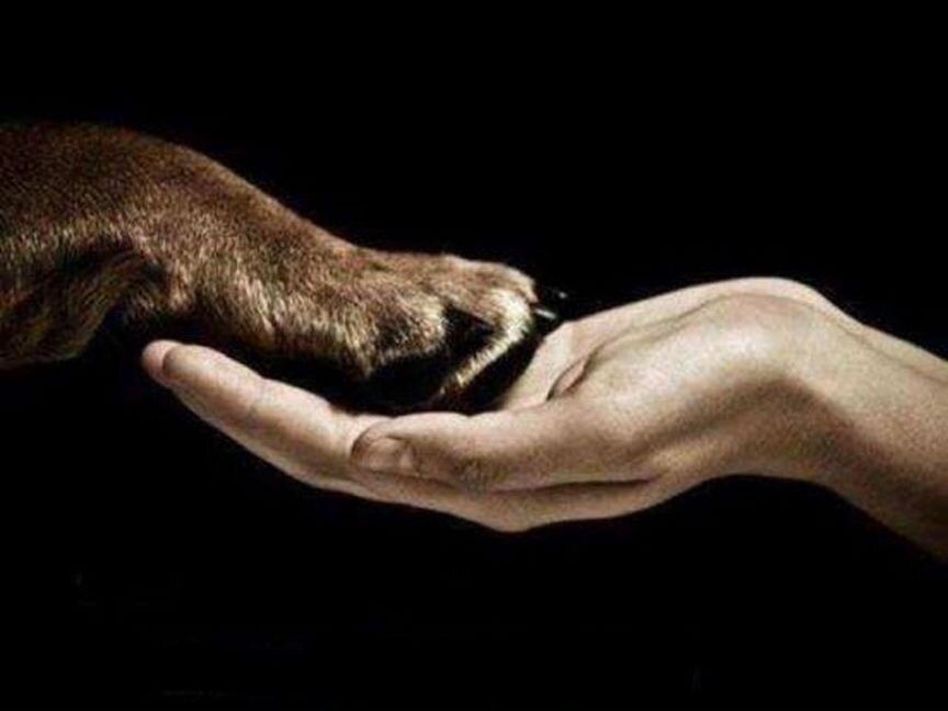 Выгул собак