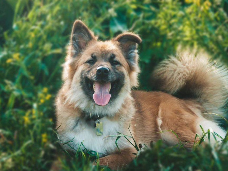 Собака из приюта