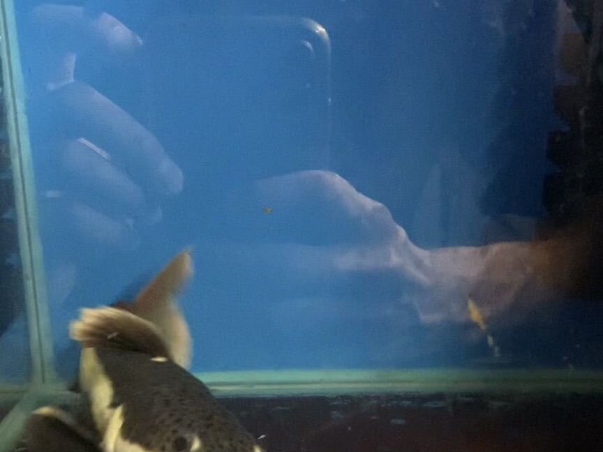 Краснохвостый сом