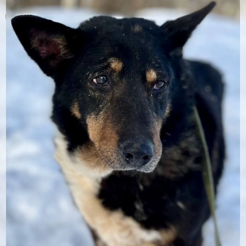 Взрослая собака в добрые руки