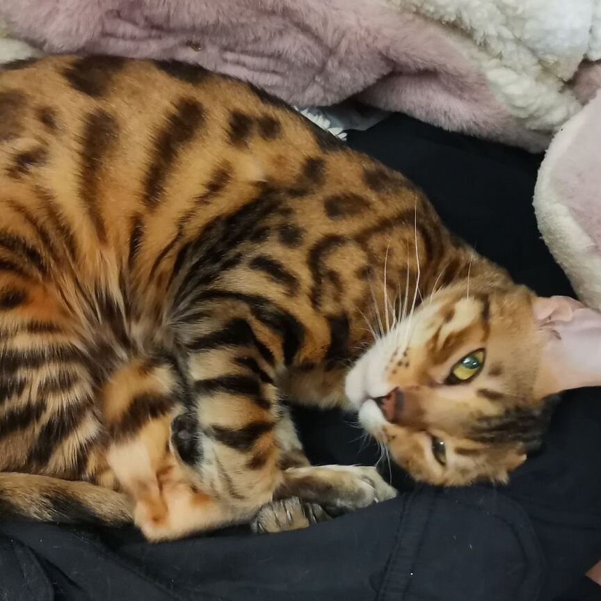 Бенгальская