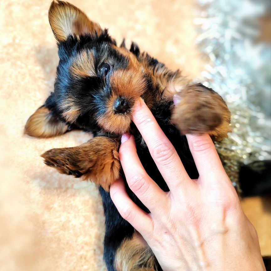 Йоркширский терьер мини щенки