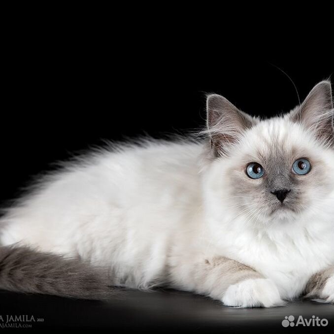 Рэгдолл девочка Blue mitted