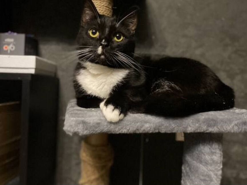 Отдам кота в добрые руки