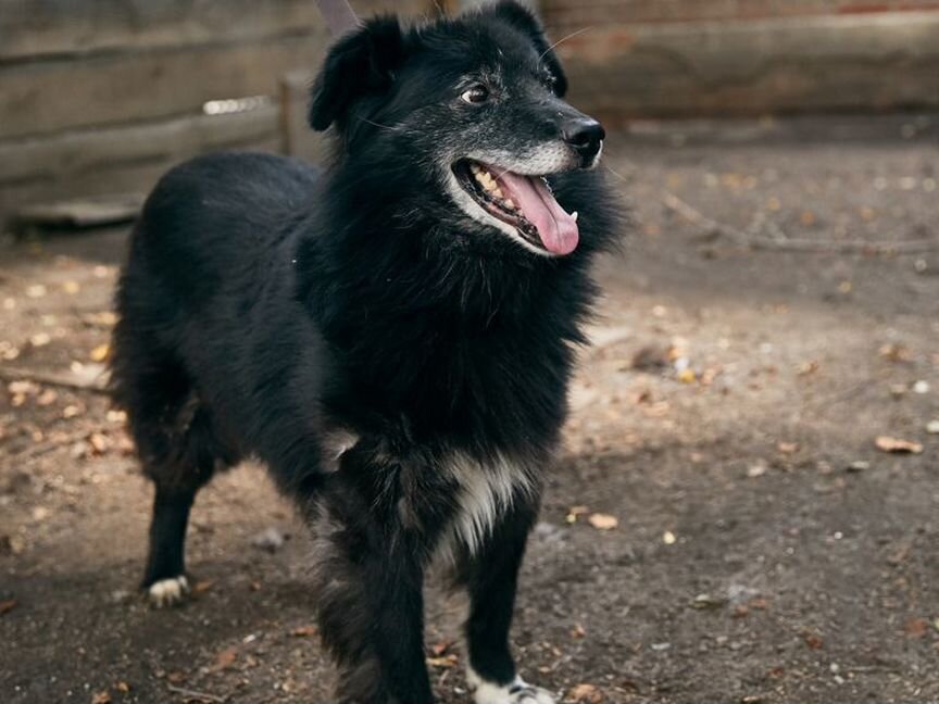 Жук ищет дом