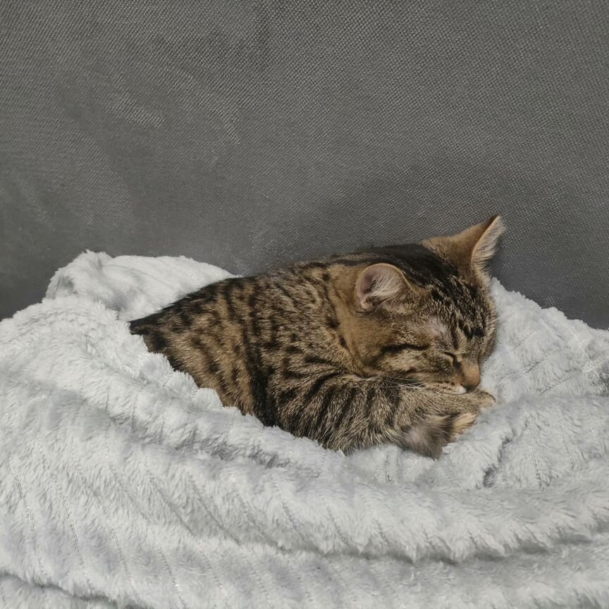 Отдам бесплатно котёнка